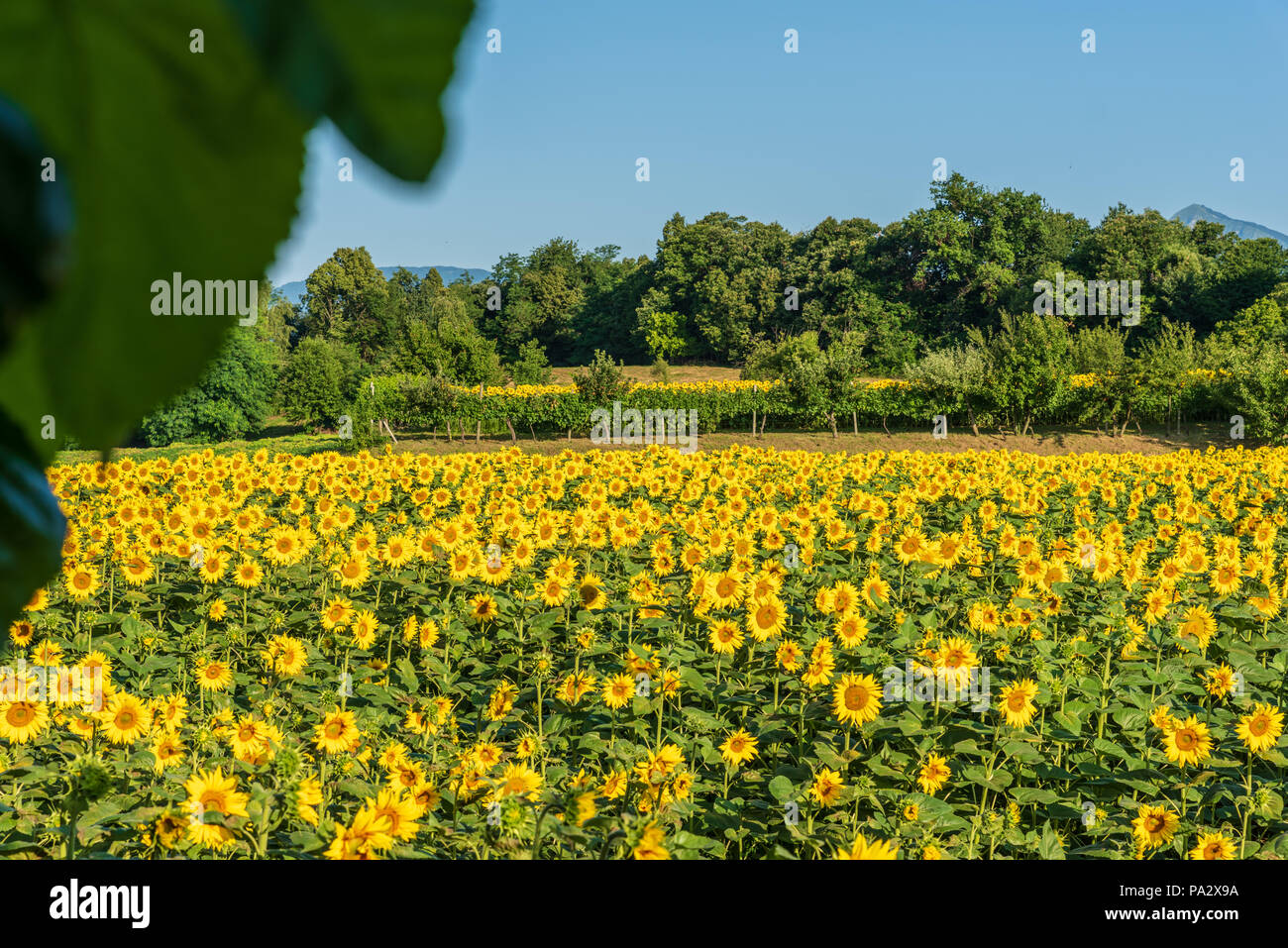 Sunflowers in blue Stock Photo - Alamy