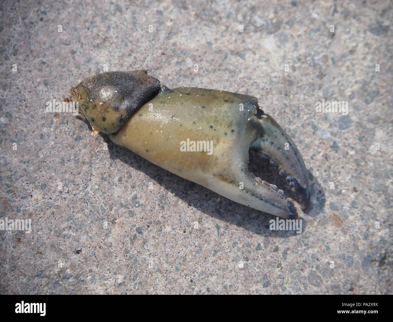 Crab's claw on the beach (no crab Stock Photo - Alamy