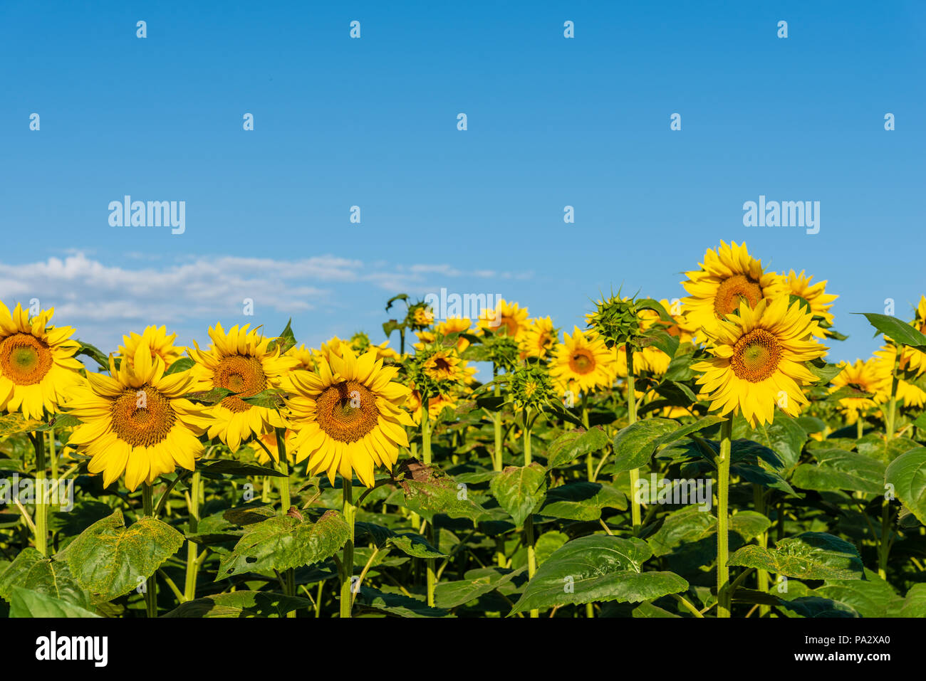 Sunflowers in blue Stock Photo - Alamy