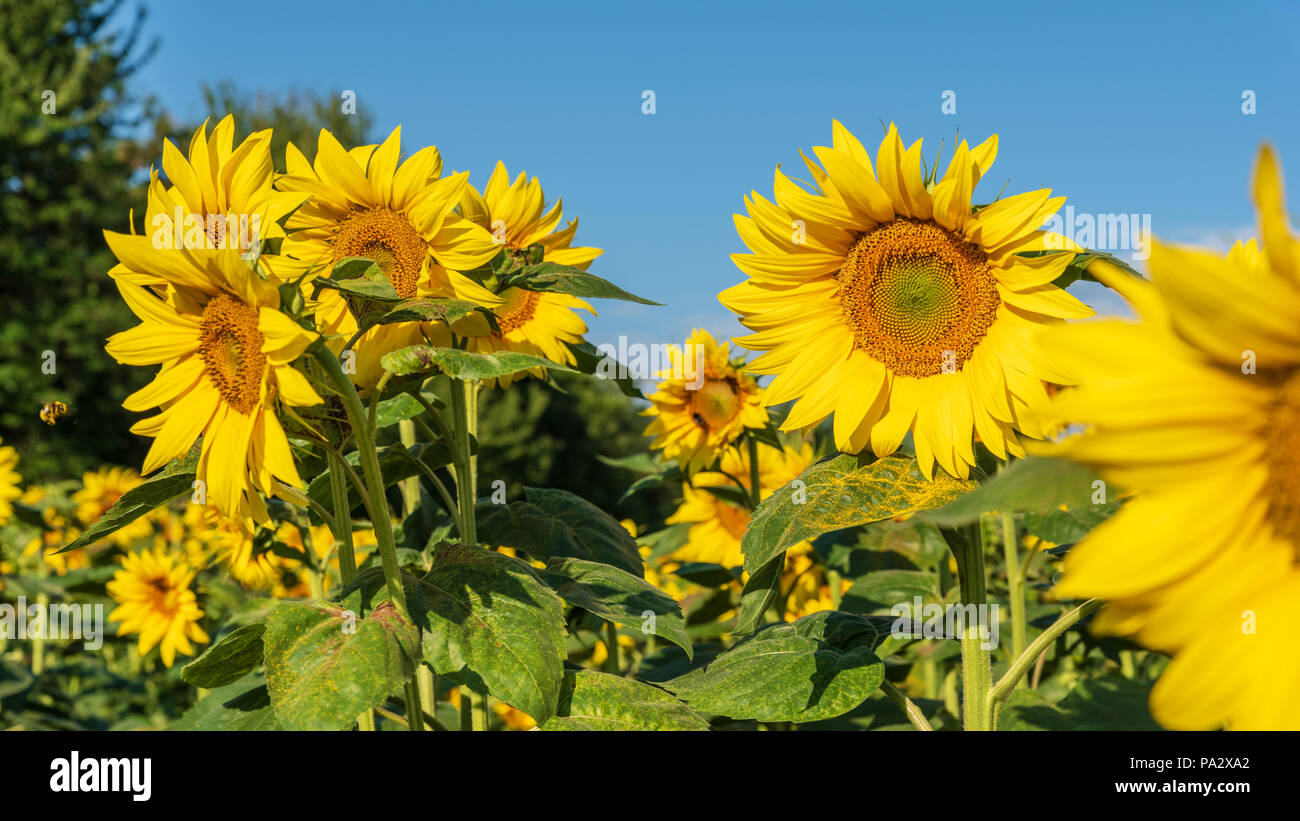 Sunflowers in blue Stock Photo - Alamy