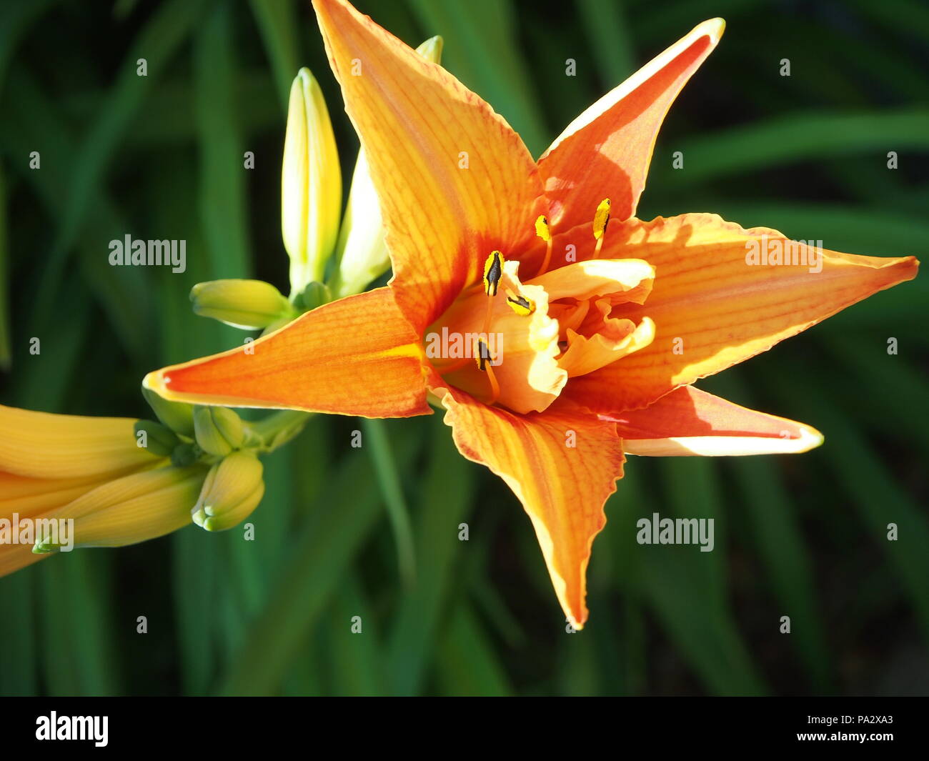 Sunshine and flowers hi-res stock photography and images - Alamy