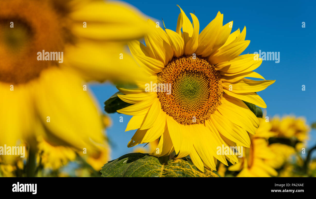 Sunflowers in blue Stock Photo - Alamy