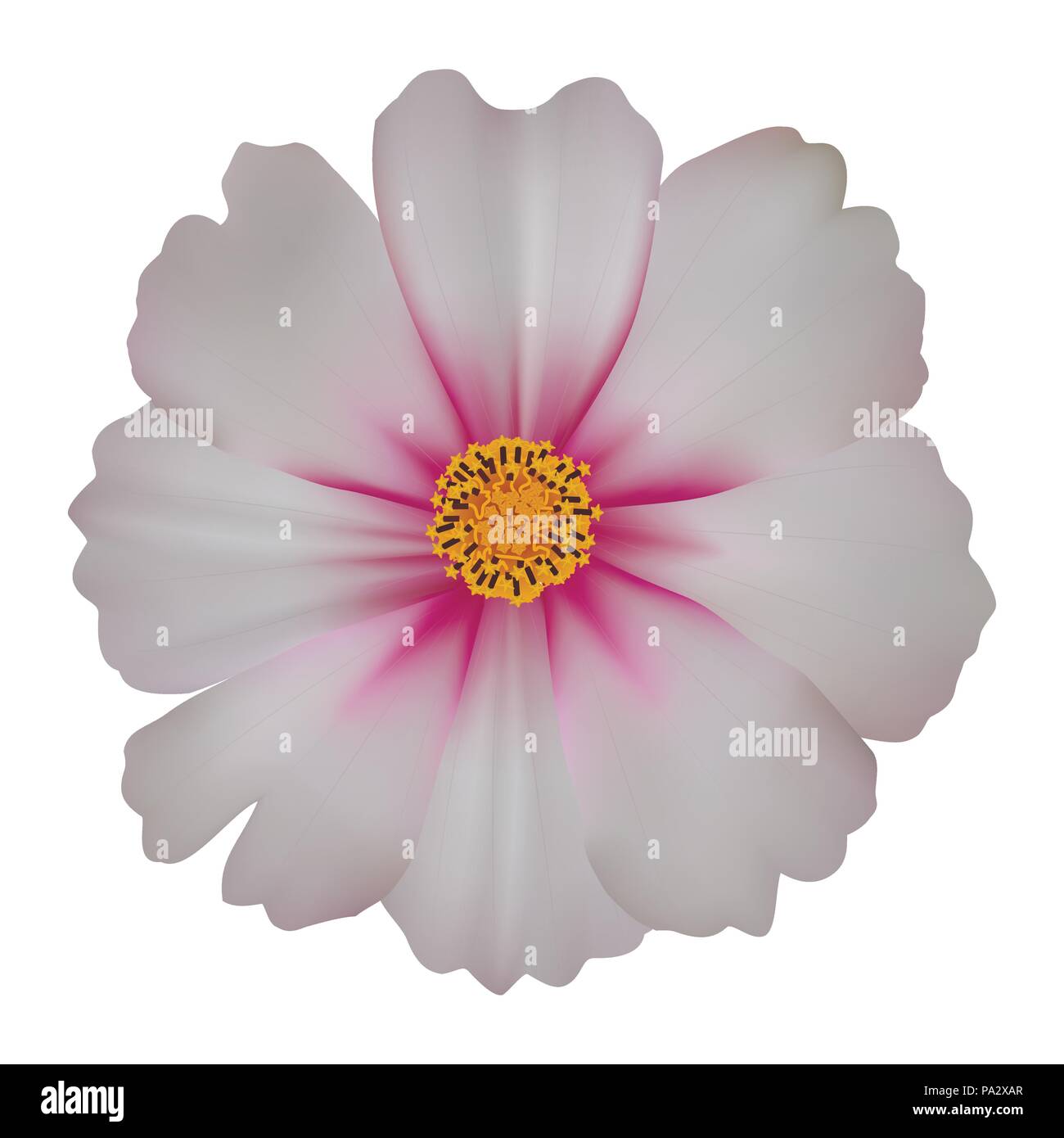 Cosmos flower isolated on white background Stock Vector Image & Art - Alamy