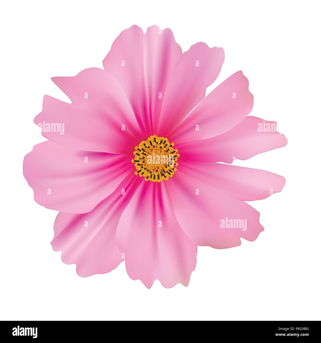 Cosmos flower vector Stock Vector Images - Alamy