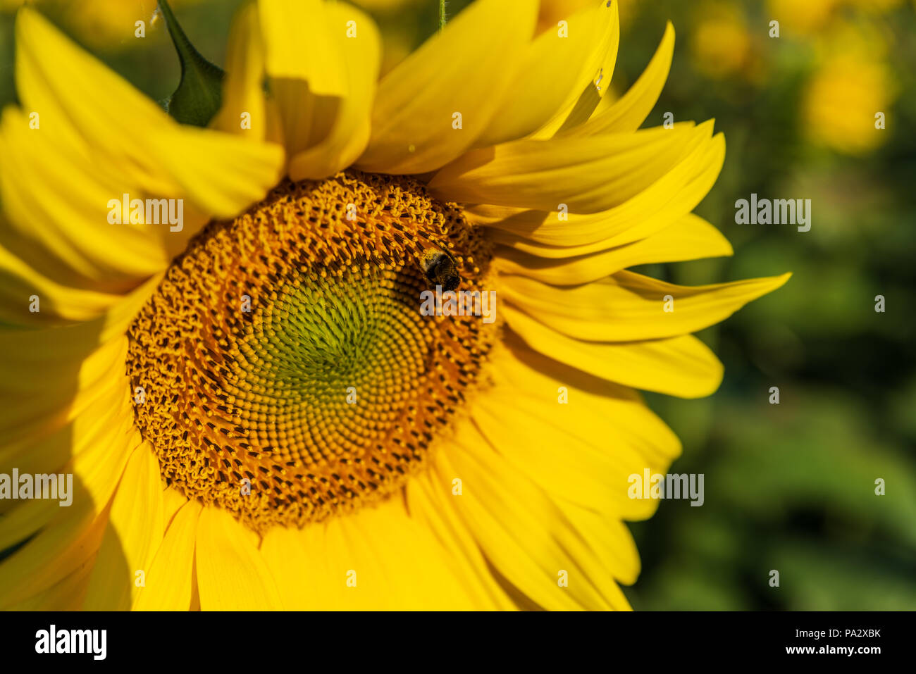 Sunflowers in blue Stock Photo - Alamy