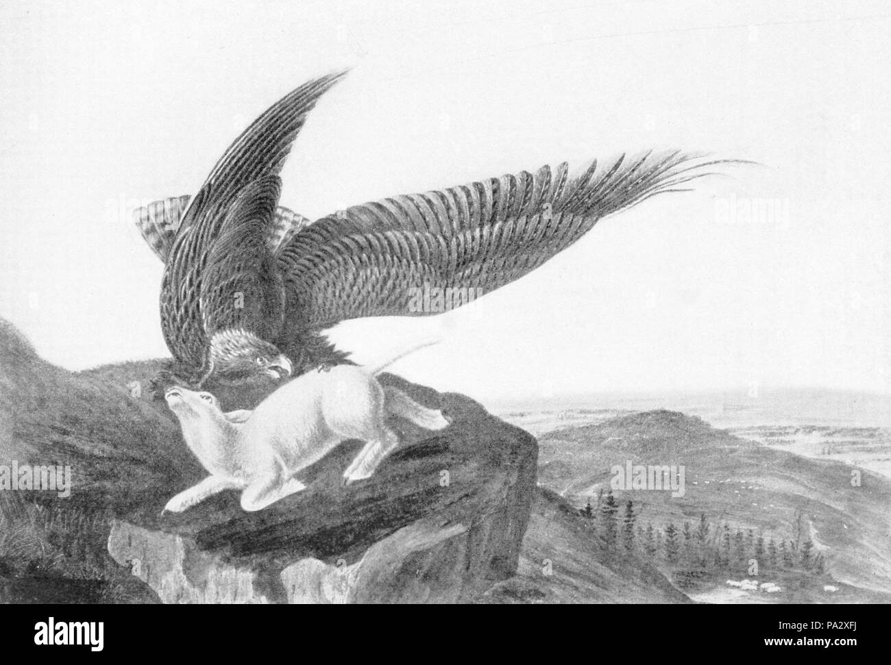 Illustration of eagle Black and White Stock Photos & Images - Alamy