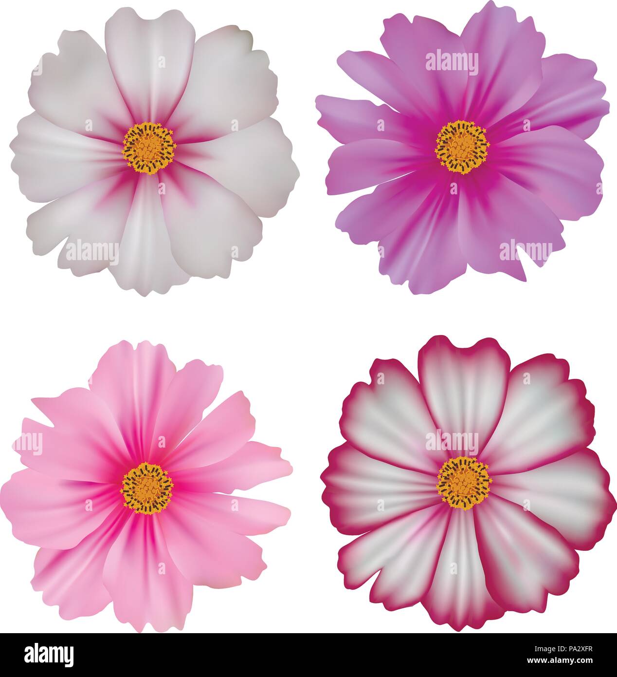 Blossom of white cosmos Stock Vector Images - Alamy