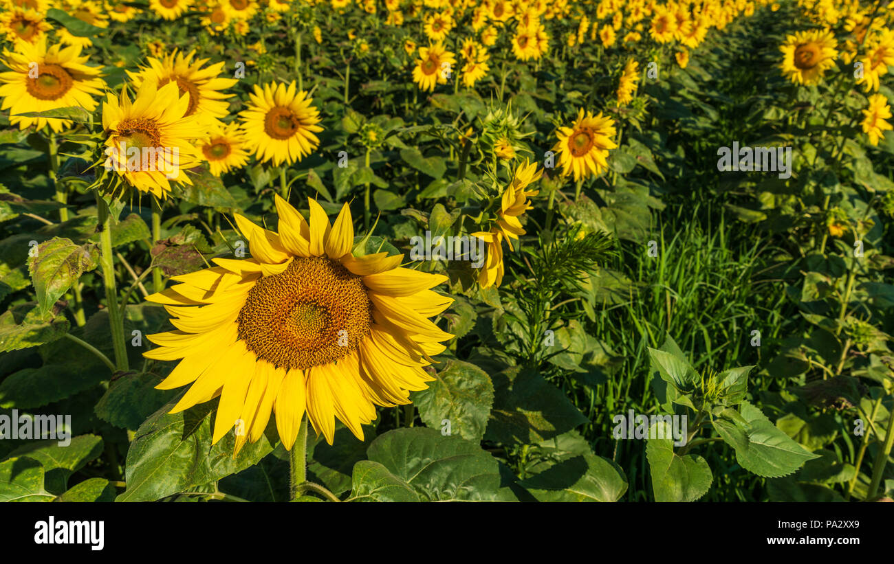 Sunflowers in blue Stock Photo - Alamy