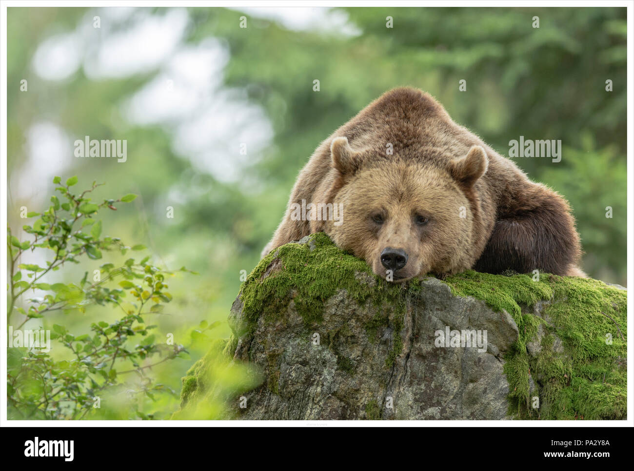 Ours brun pyrenees hi-res stock photography and images - Alamy