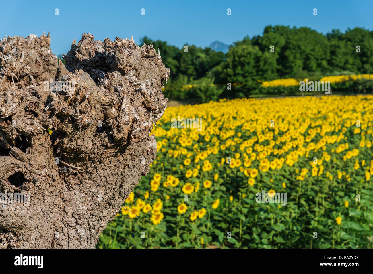 Sunflowers in blue Stock Photo - Alamy