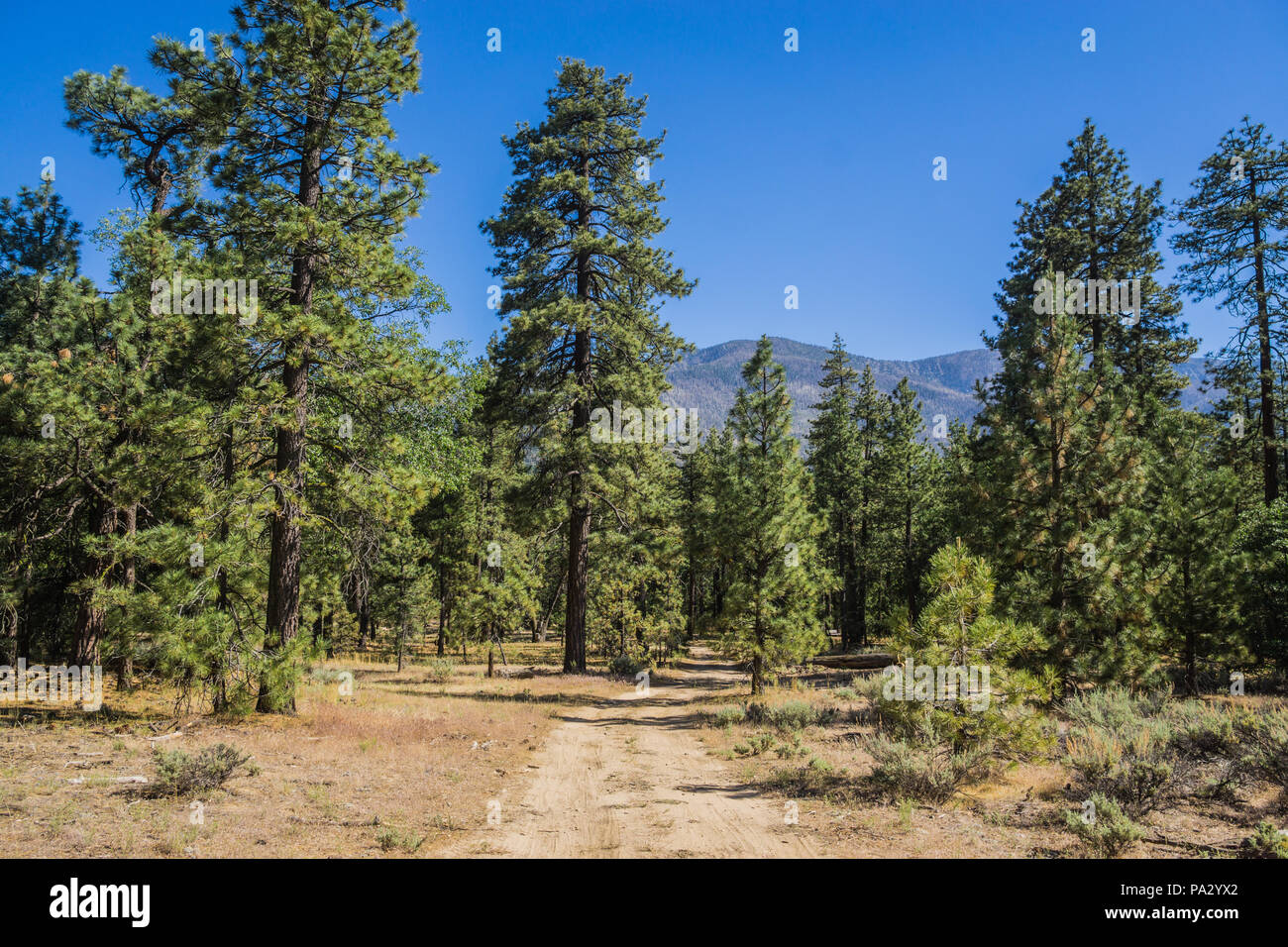 Dirt forestry access roads in the pine woods of San Bernadino National ...