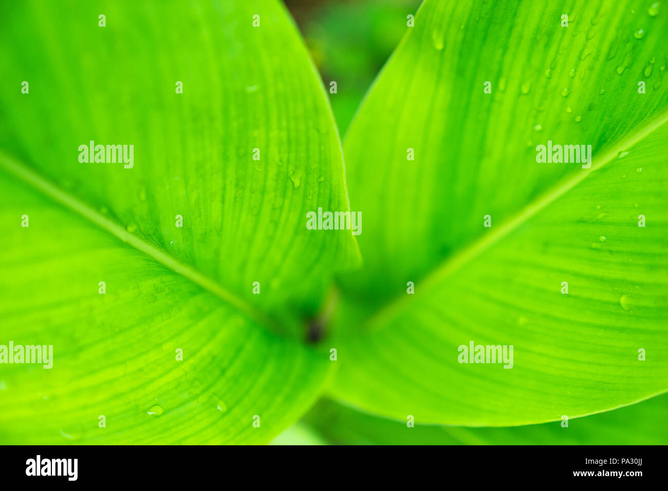 selective focus raindrop on green tropical leave background Stock Photo ...