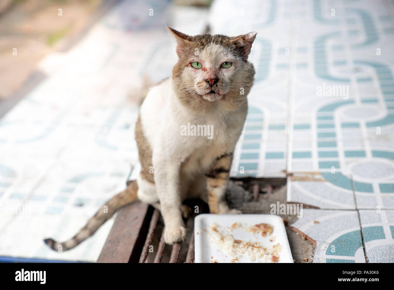 Old male cat with scars and wound from street battles, close up Stock ...