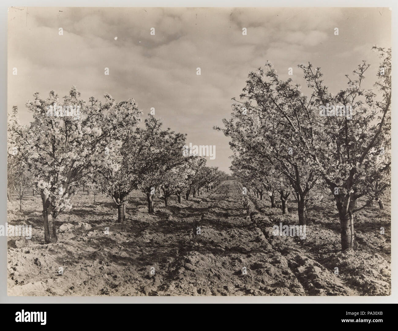 1920s food processing hi-res stock photography and images - Alamy