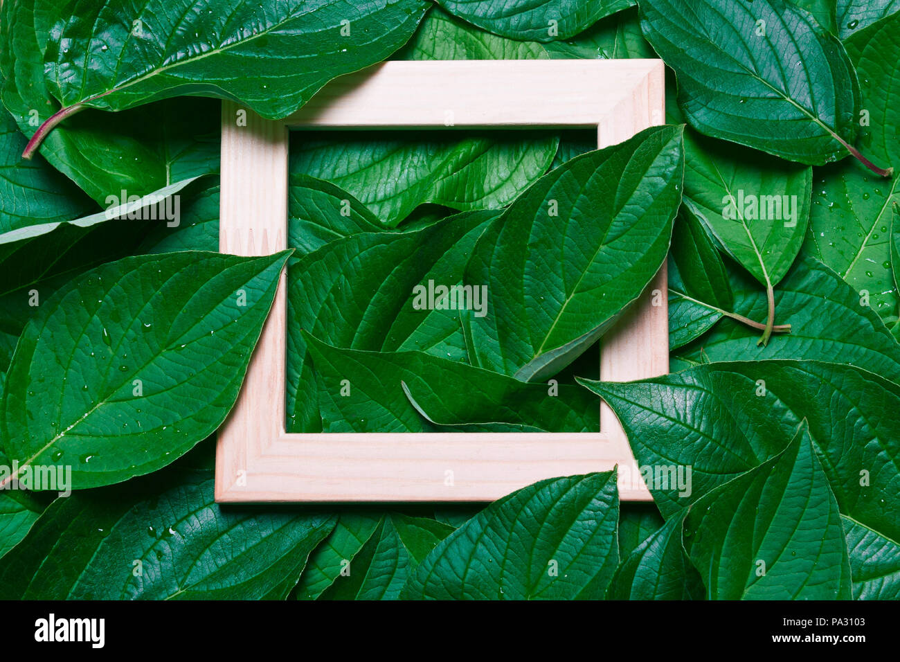 Beautiful green leaves frame hi-res stock photography and images - Alamy