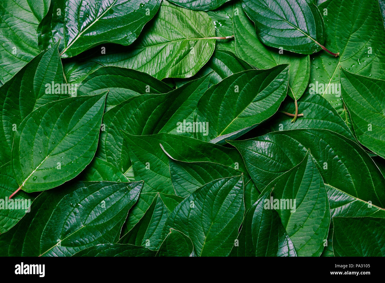 Texture of green leaves. Natural organic,fresh Background Stock Photo ...