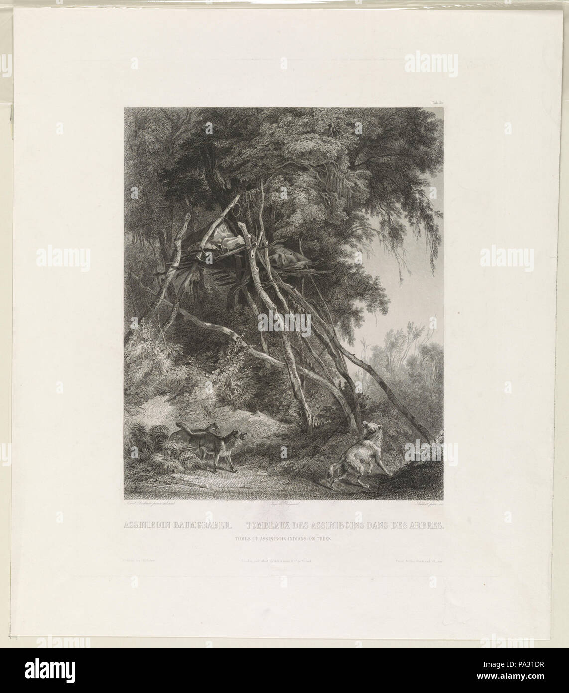 Tombeaux des assiniboins dans des arbres hi-res stock photography and ...