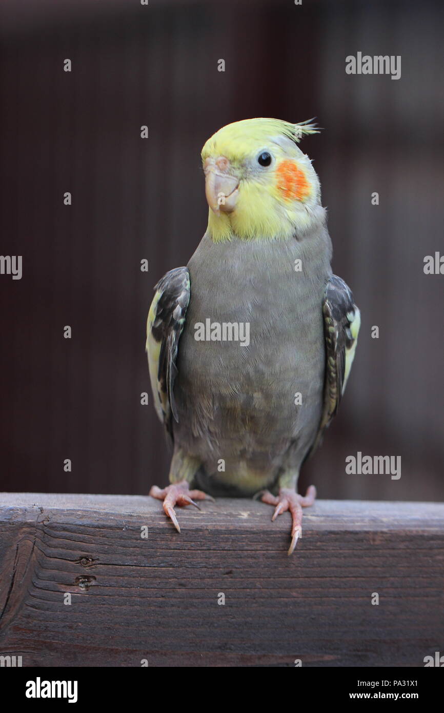 Baby cockatiel hi-res stock photography and images - Alamy