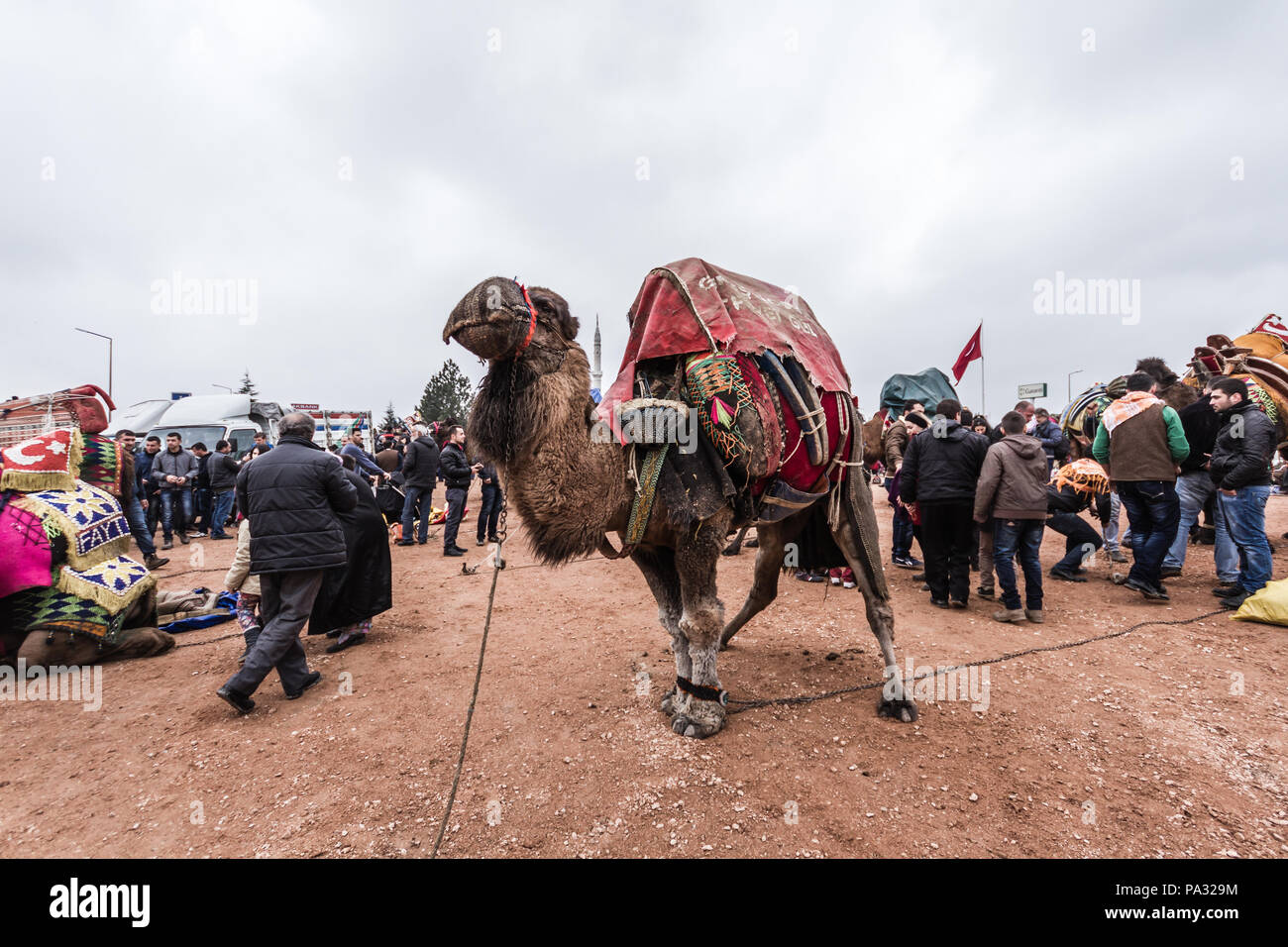 Balikesir, Karesi - Turkey - March 01, 2015 : Camels waiting for their ...