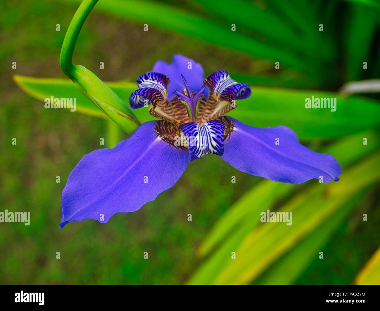 Purple hawaii flowers hi-res stock photography and images - Alamy