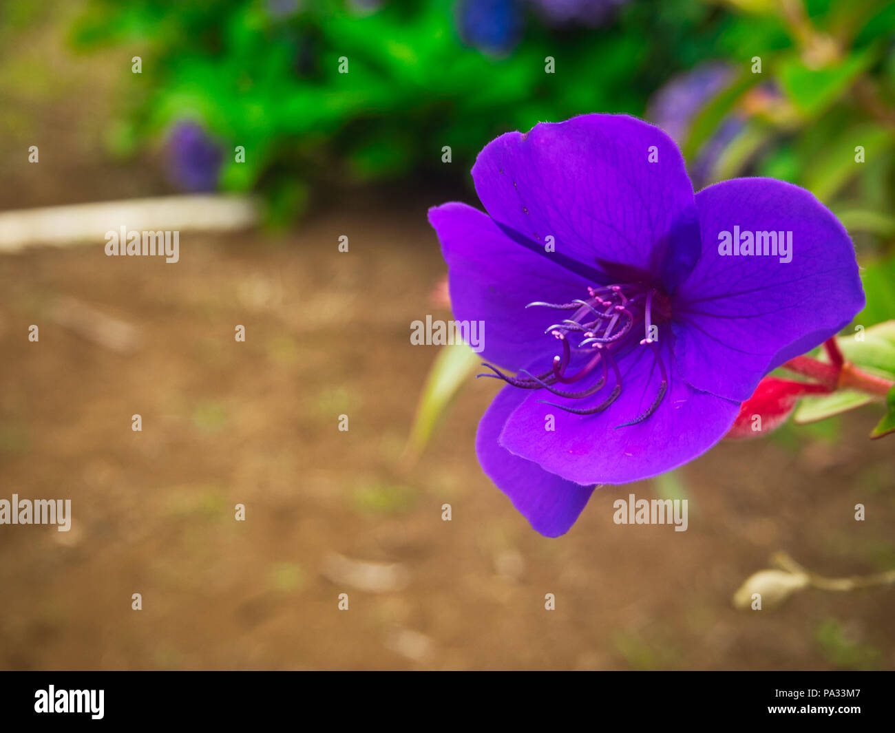 Purple hawaii flowers hi-res stock photography and images - Alamy