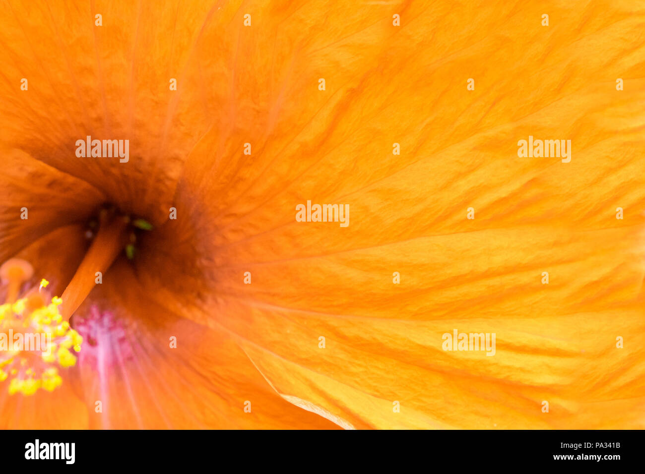 close up texture of orange hibicus flower, tropical flower Stock Photo - Alamy