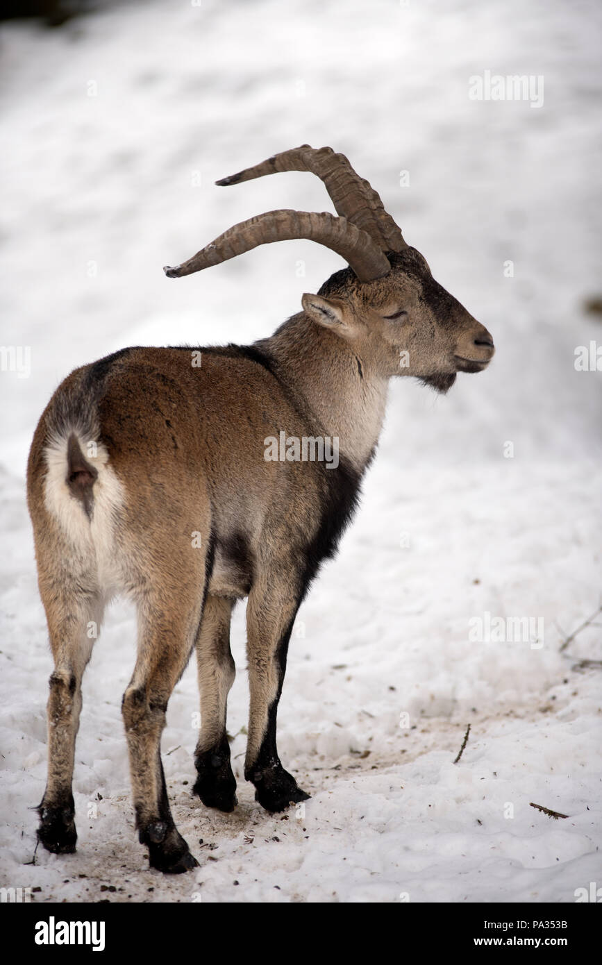 Pyrenean ibex in the snow capra pyrenaica hi-res stock photography and ...