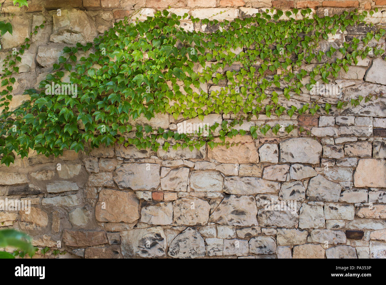 Rough stone wall ivy texture hi-res stock photography and images - Alamy