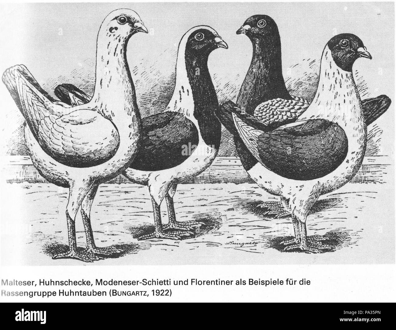 Die taube hi-res stock photography and images - Alamy