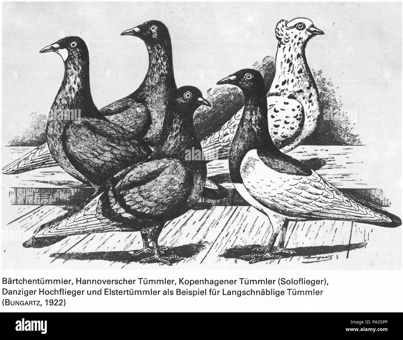 Die taube hi-res stock photography and images - Alamy