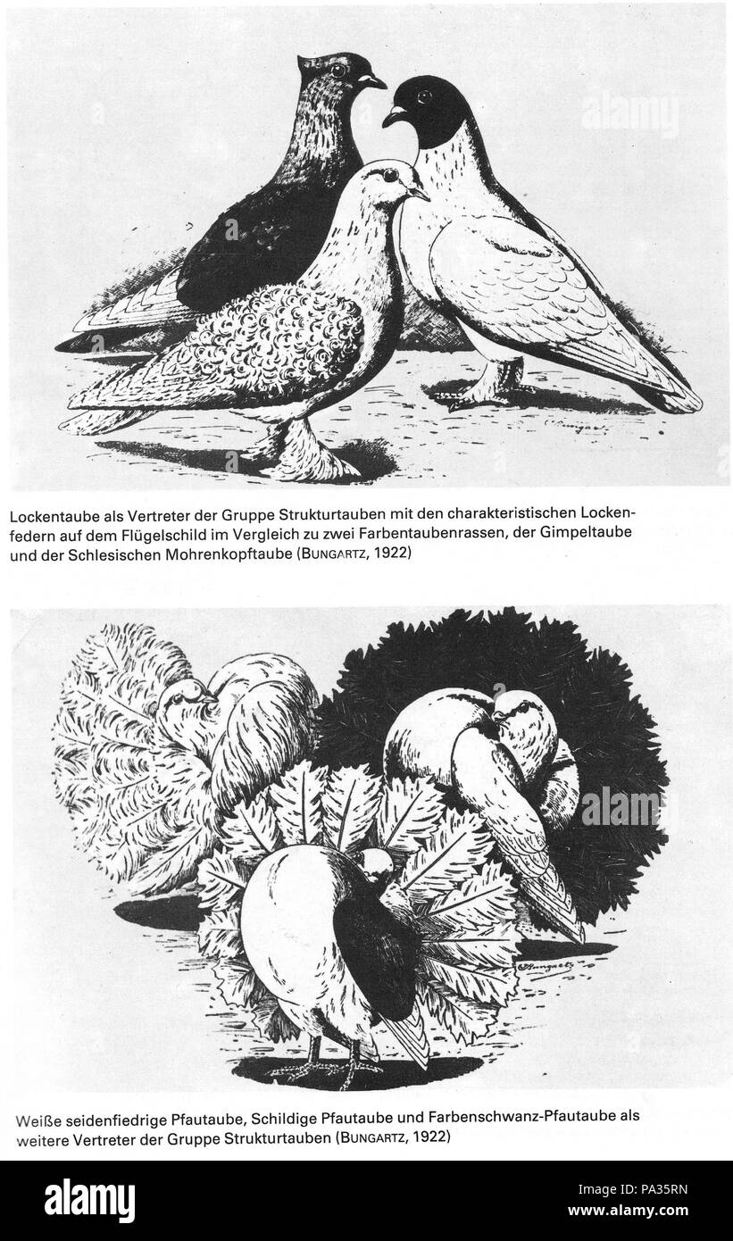 Die taube hi-res stock photography and images - Alamy