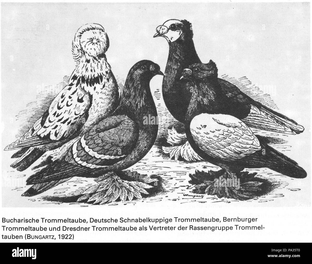 Die taube hi-res stock photography and images - Alamy