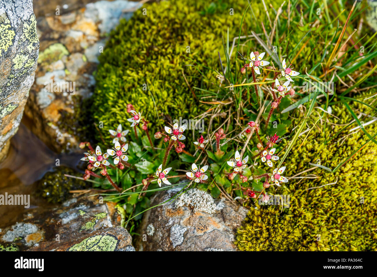 Arctic Starry saxifrage flowers Stock Photo - Alamy