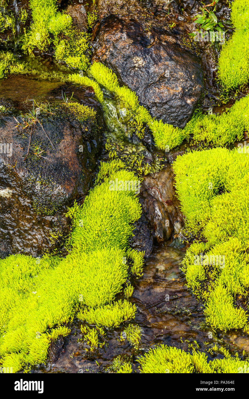 Mossy pattern hi-res stock photography and images - Alamy