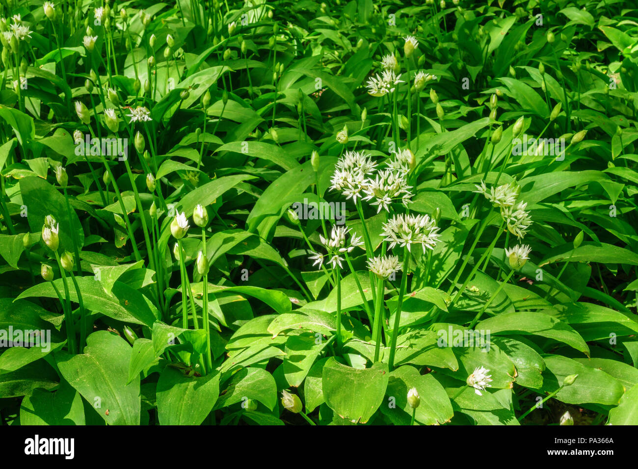 Beautiful garlic flowering hi-res stock photography and images - Alamy