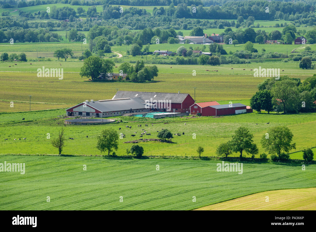 Farm with cows on a pasture Stock Photo - Alamy