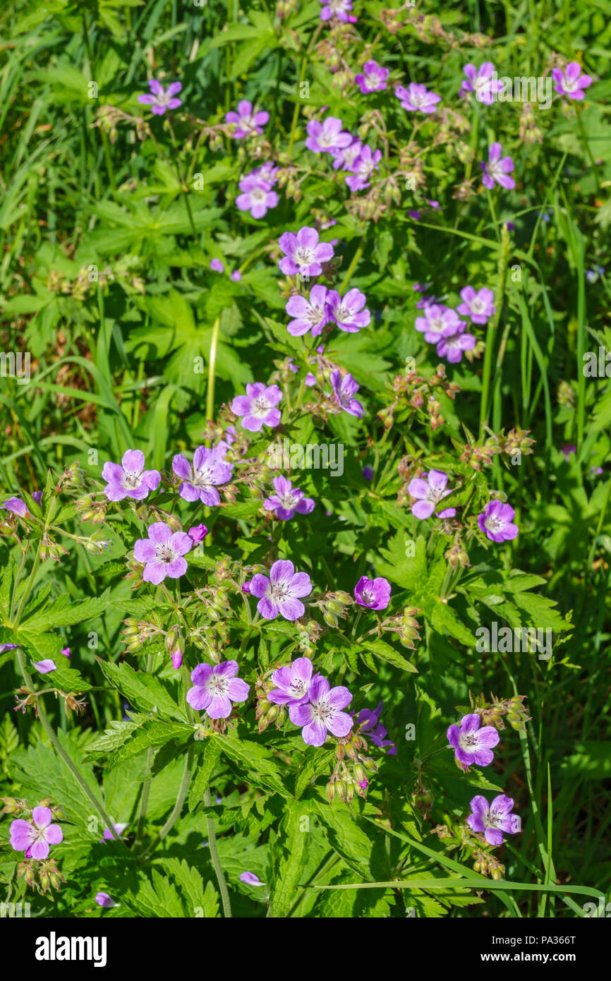 Meadow cranesbill summer hi-res stock photography and images - Alamy