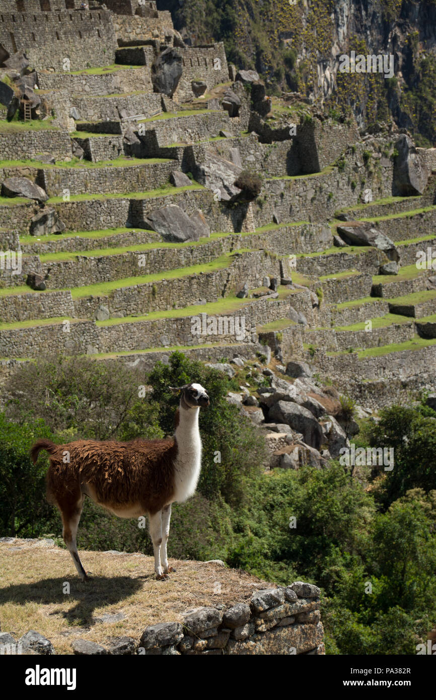An exploration of Peruvian tourism and culture Stock Photo - Alamy