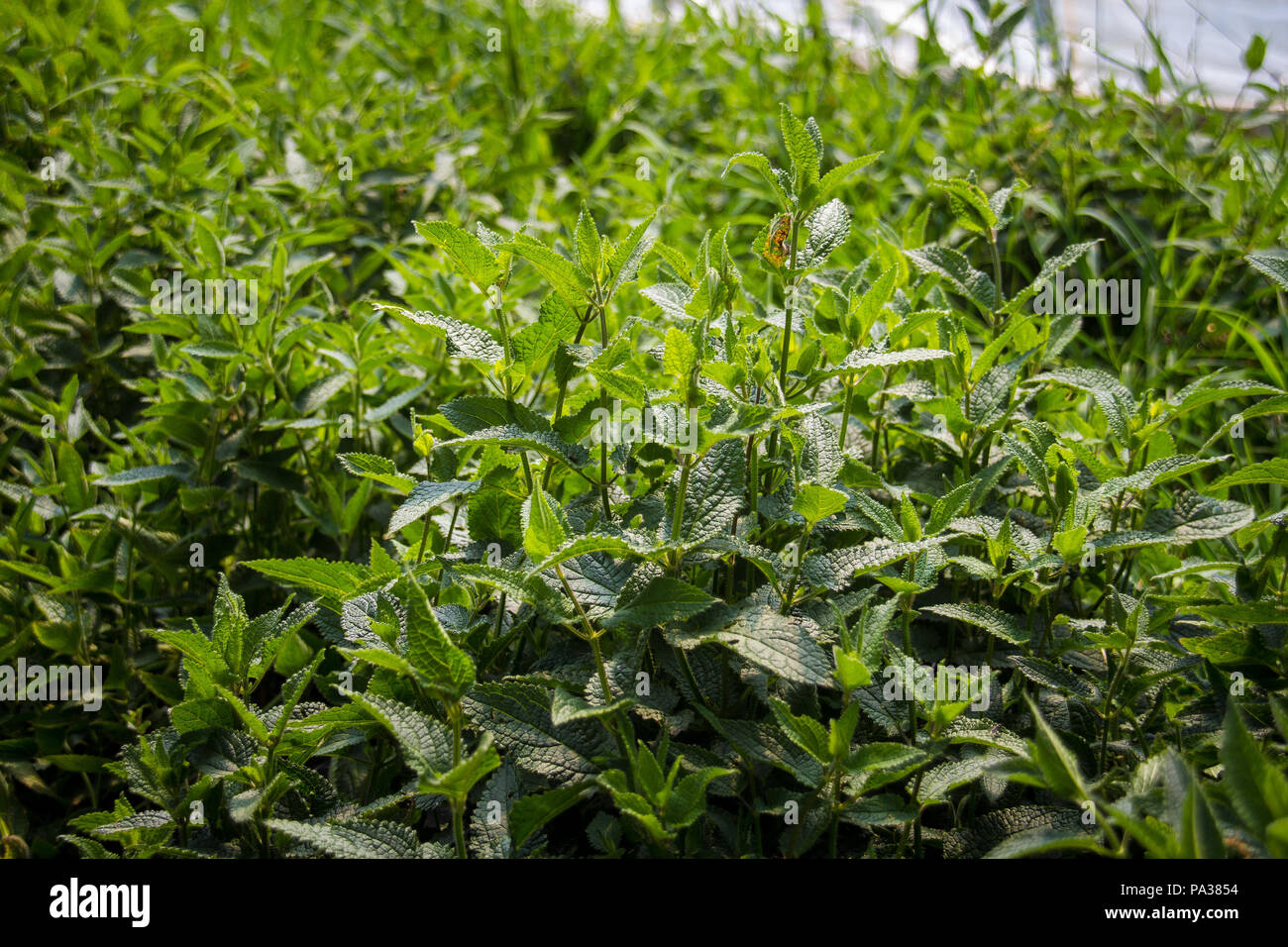 Stachys Affinis High Resolution Stock Photography and Images - Alamy