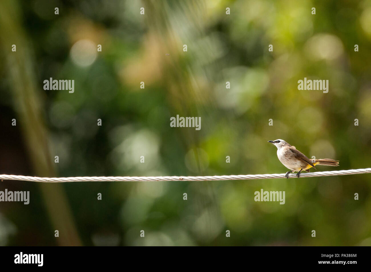 Yellow-vented Bulbul - Pycnonotus goiavier - Thailand Bulbul goiavier ...