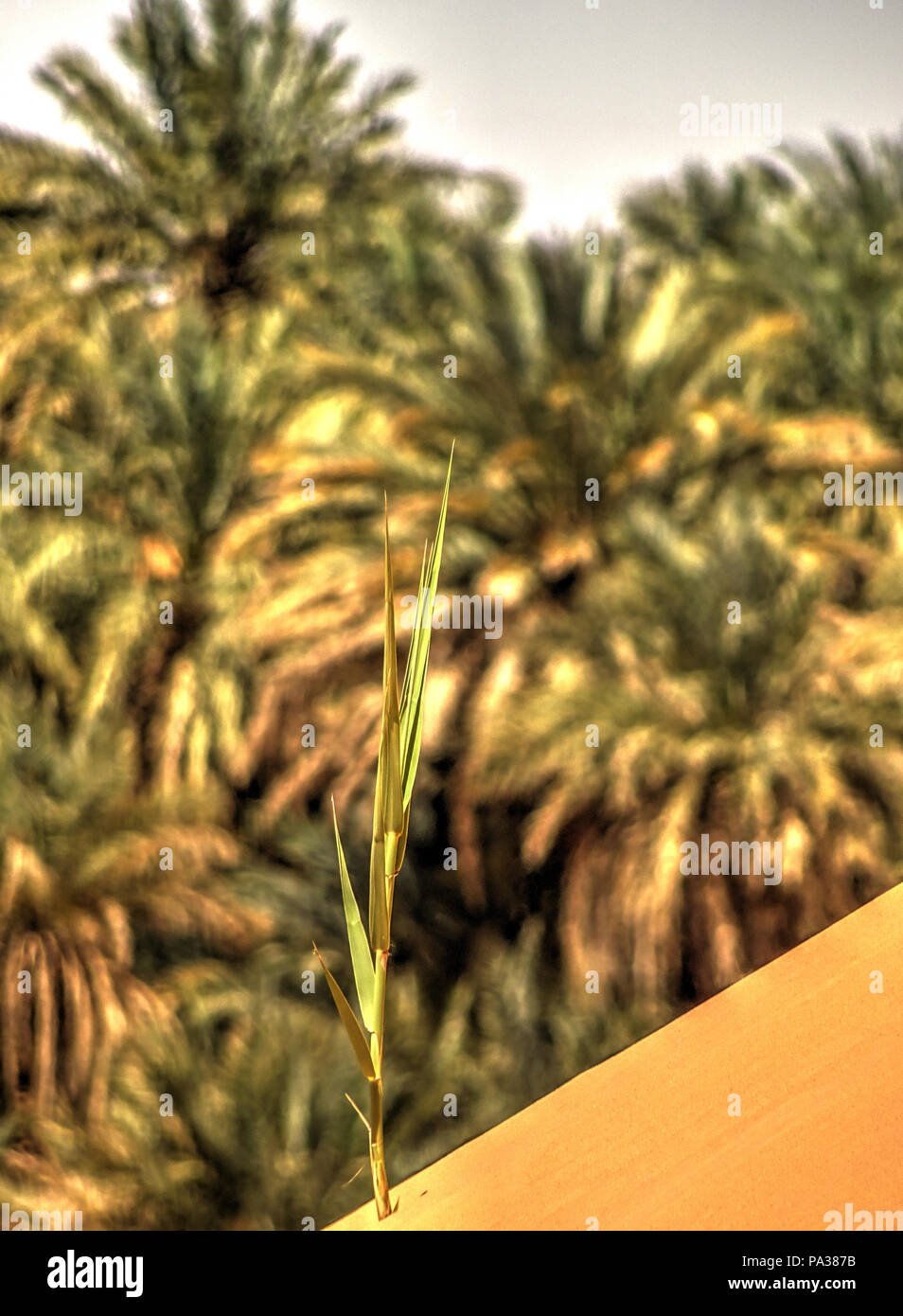 Timimoun hi-res stock photography and images - Alamy