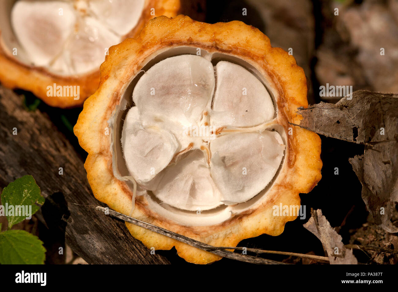 Feves chocolat hi-res stock photography and images - Alamy