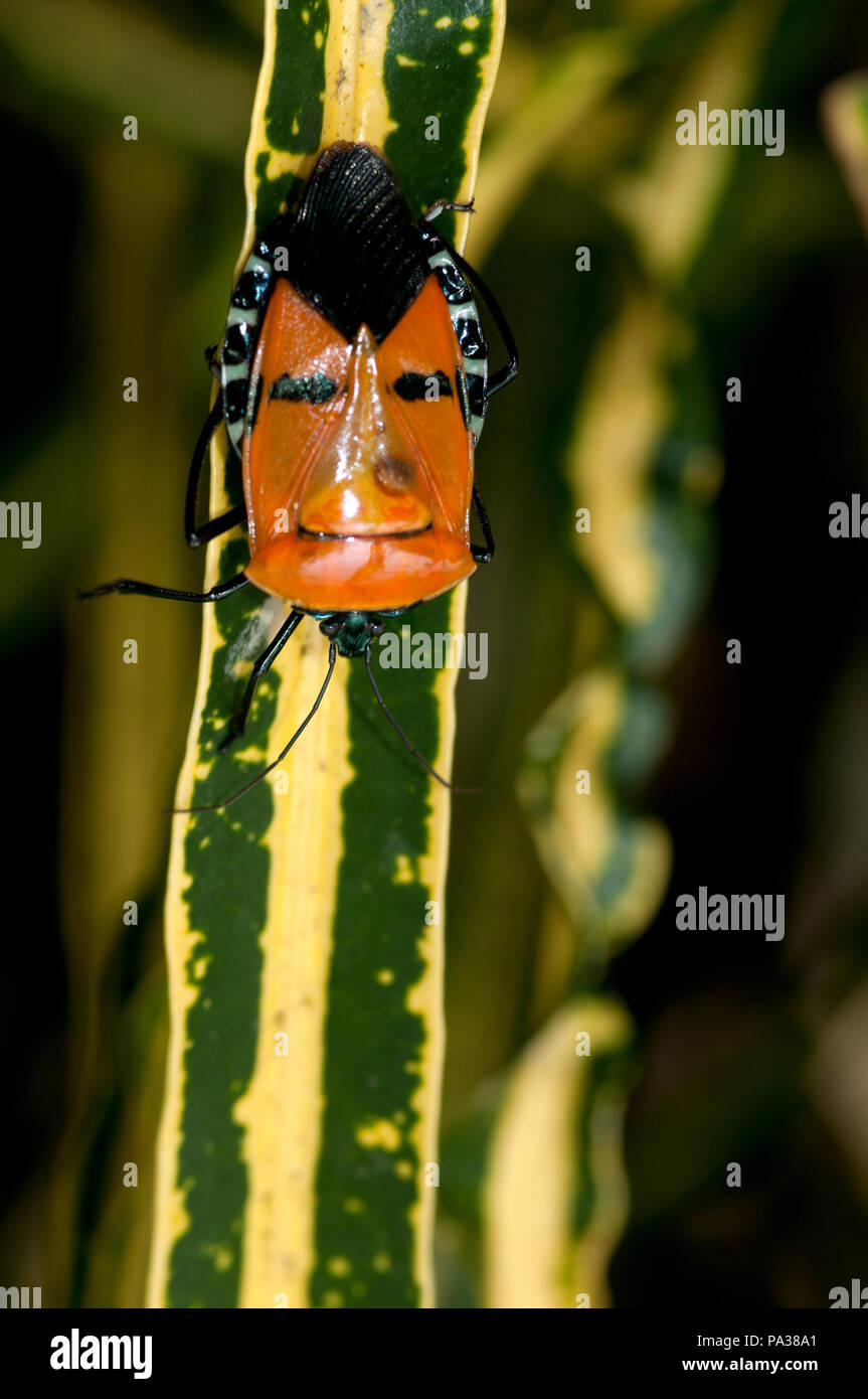 Orange Human Face Stink-bug ( Catacantus incarnatus) - Thailand Punaise ...