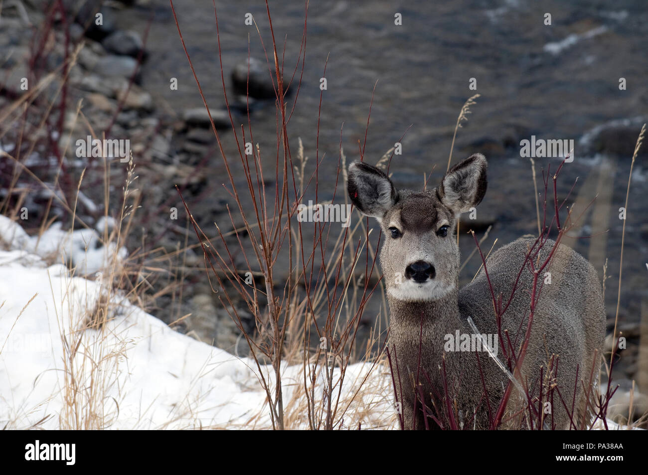 Cerf mulet - biche - portrait - Mule Deer - doe - Odocoileus hemionus ...