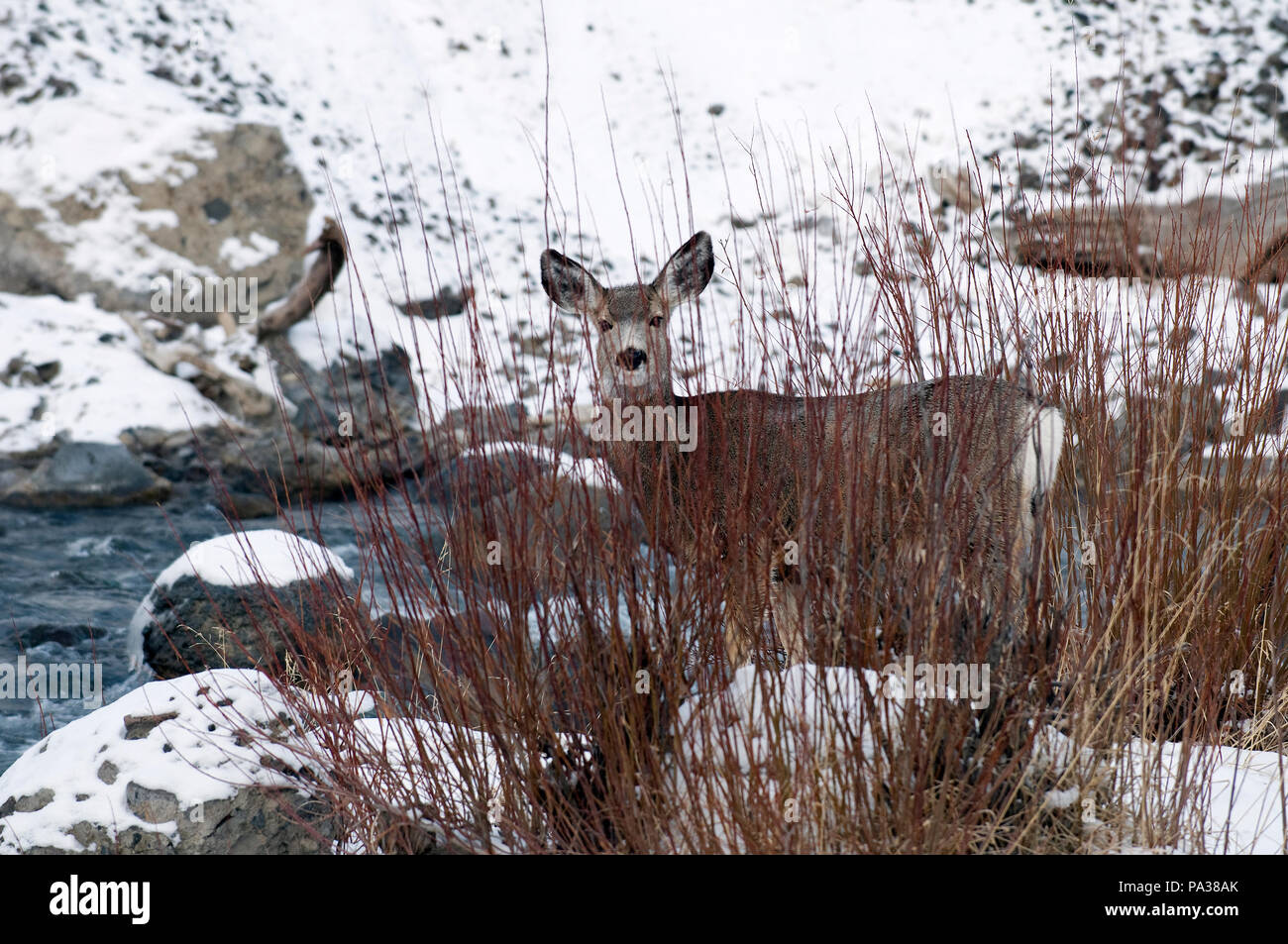 Mule Deer (Odocoileus hemionus) - Northern USA Cerf mulet - Cerf à ...