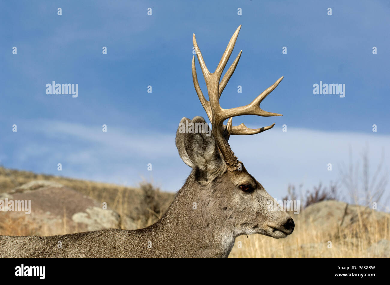 Cerf mulet - Mule Deer - Odocoileus hemionus Stock Photo - Alamy