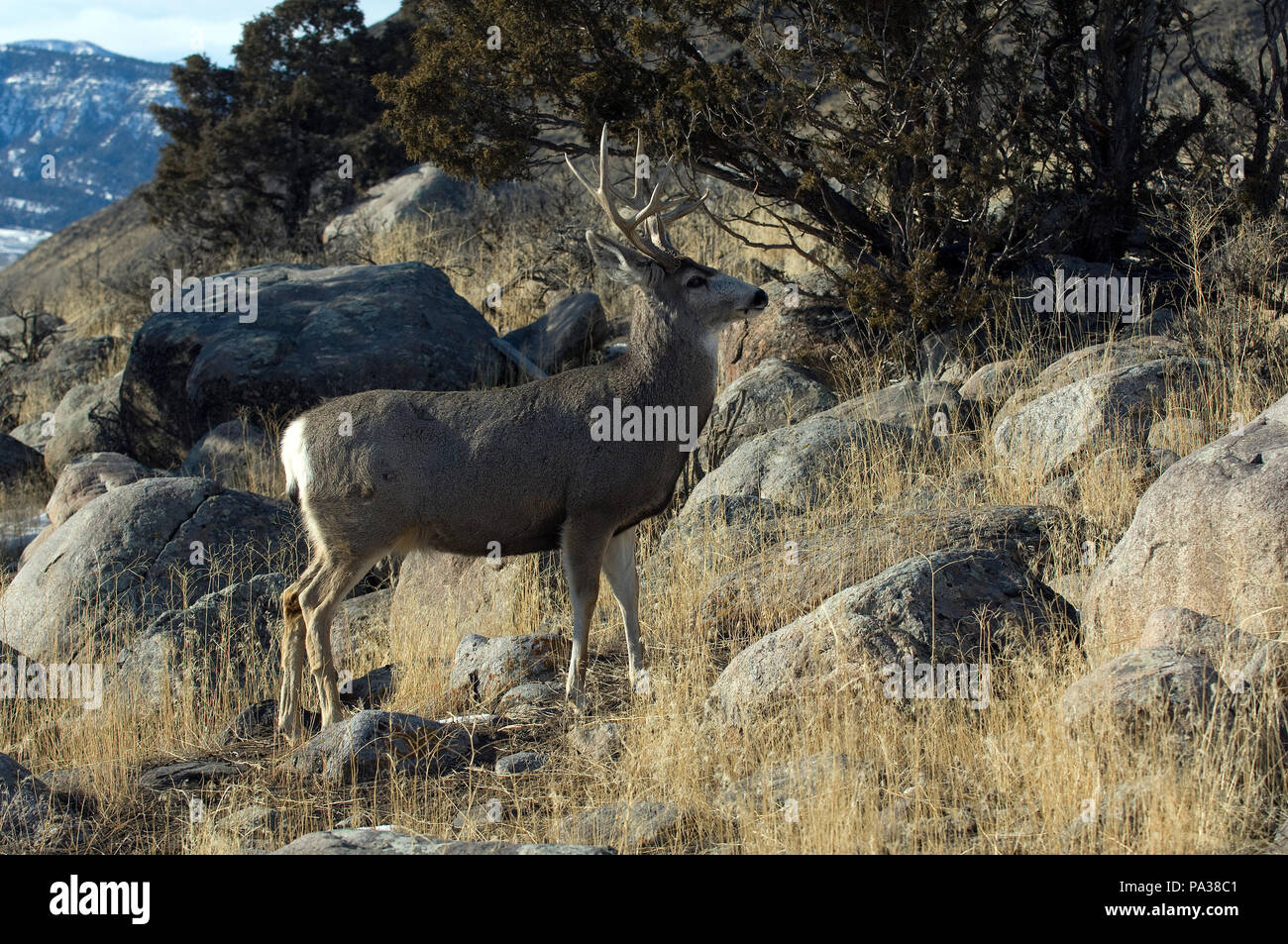 Cerf mulet - Mule Deer - Odocoileus hemionus Stock Photo - Alamy