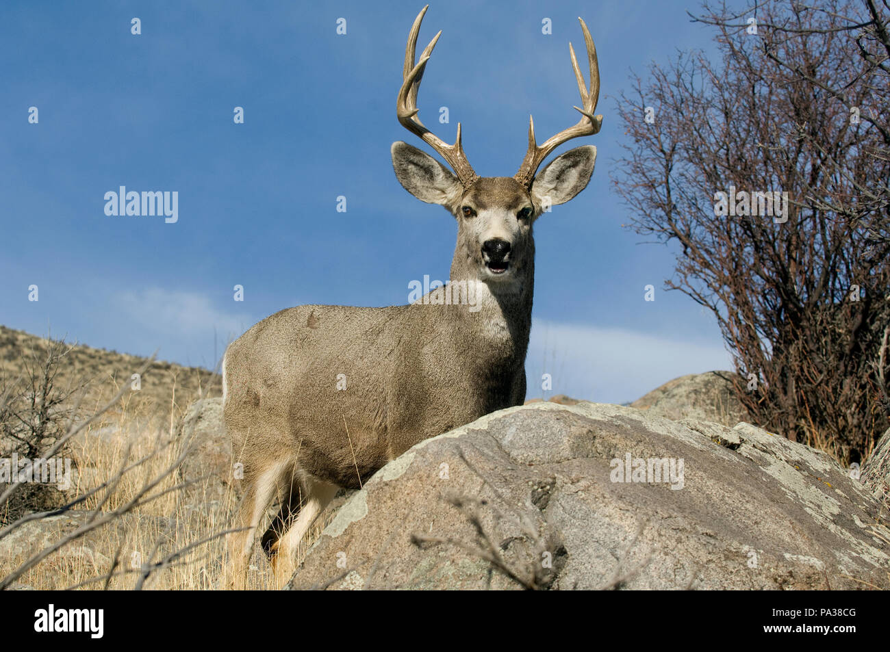 Mule Deer (Odocoileus hemionus) - Male - Northern USA Cerf mulet - Cerf ...
