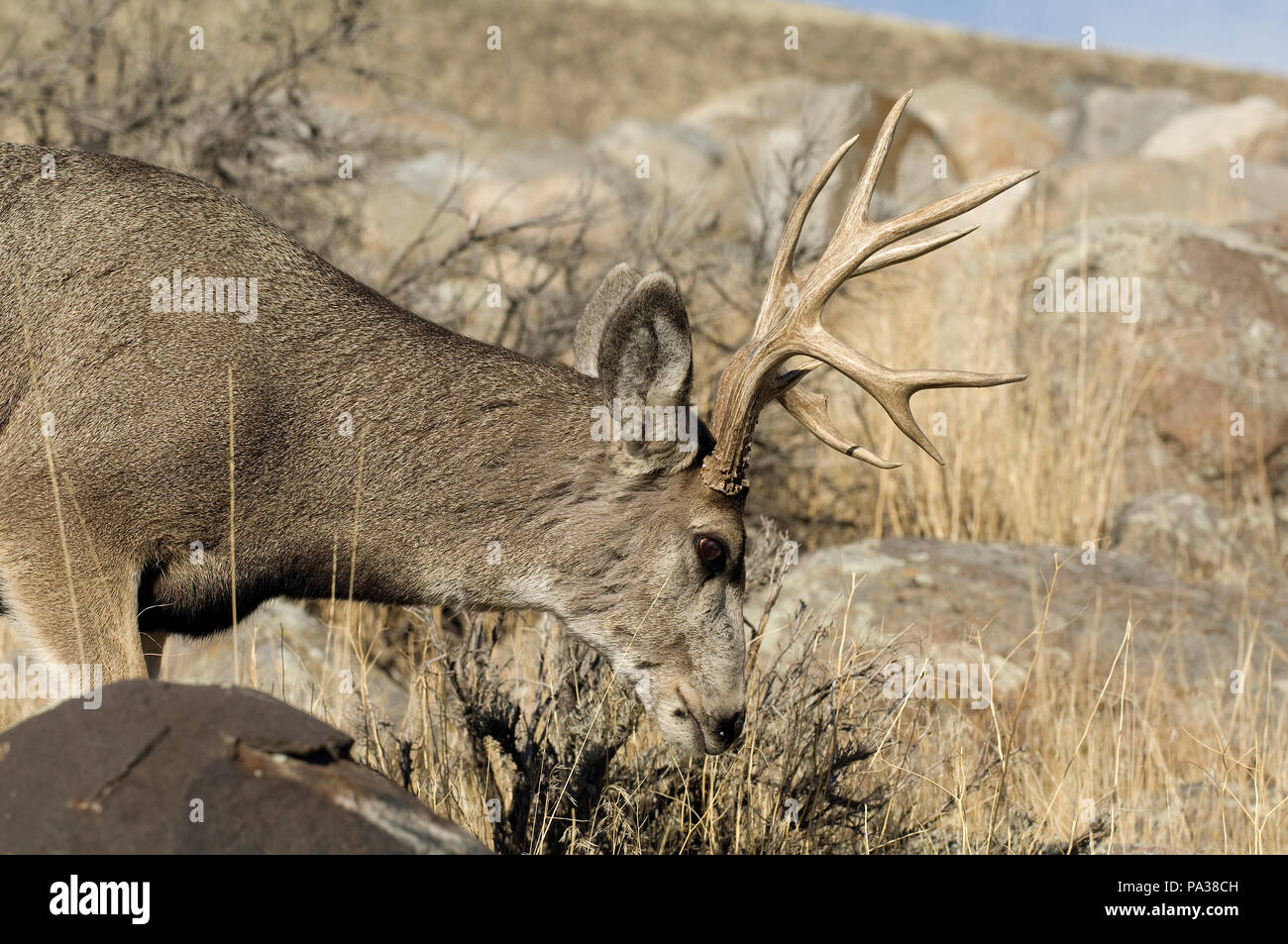 Cerf mulet - Mule Deer - Odocoileus hemionus Stock Photo - Alamy