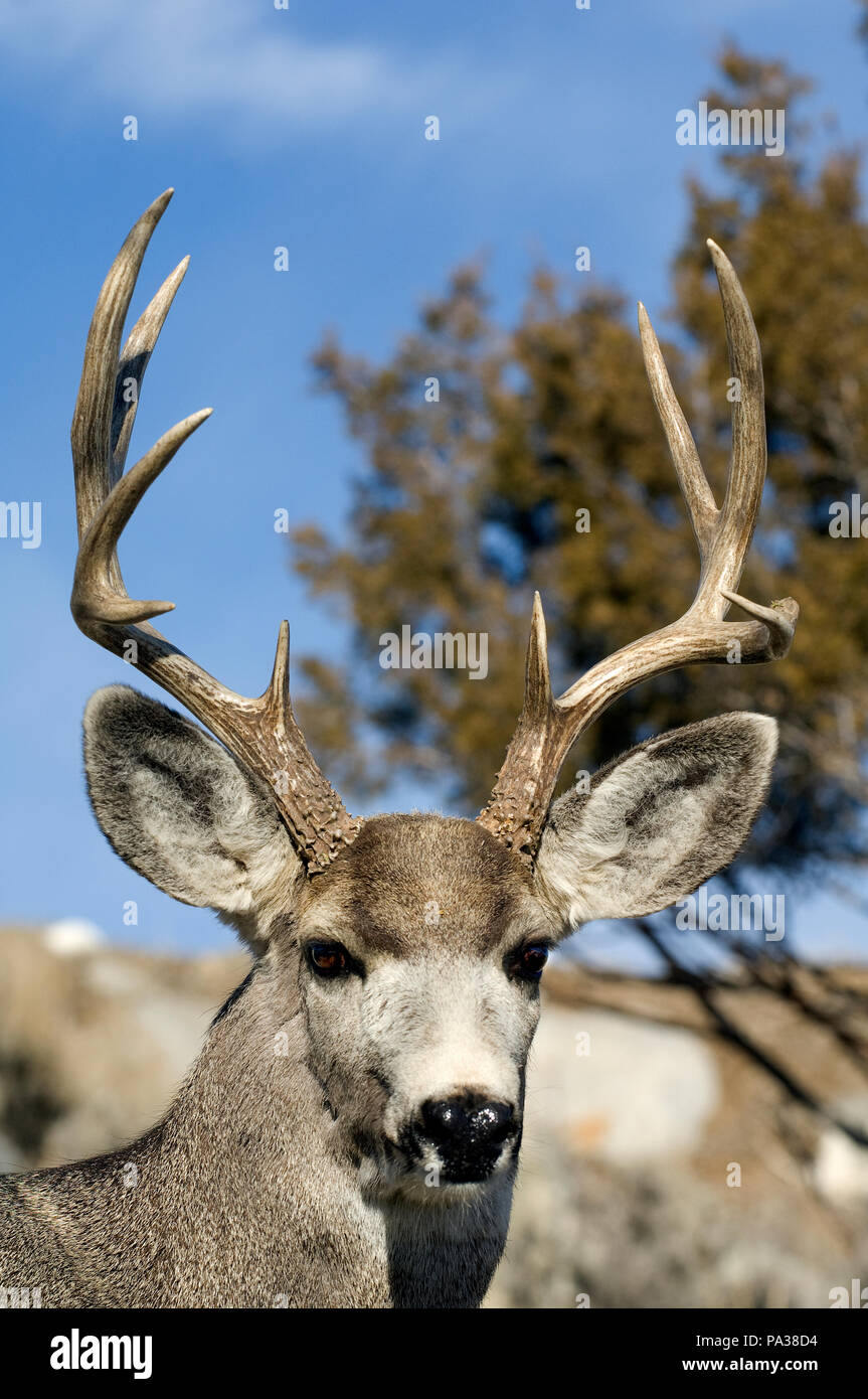 Cerf mulet - Mule Deer - Odocoileus hemionus Stock Photo - Alamy